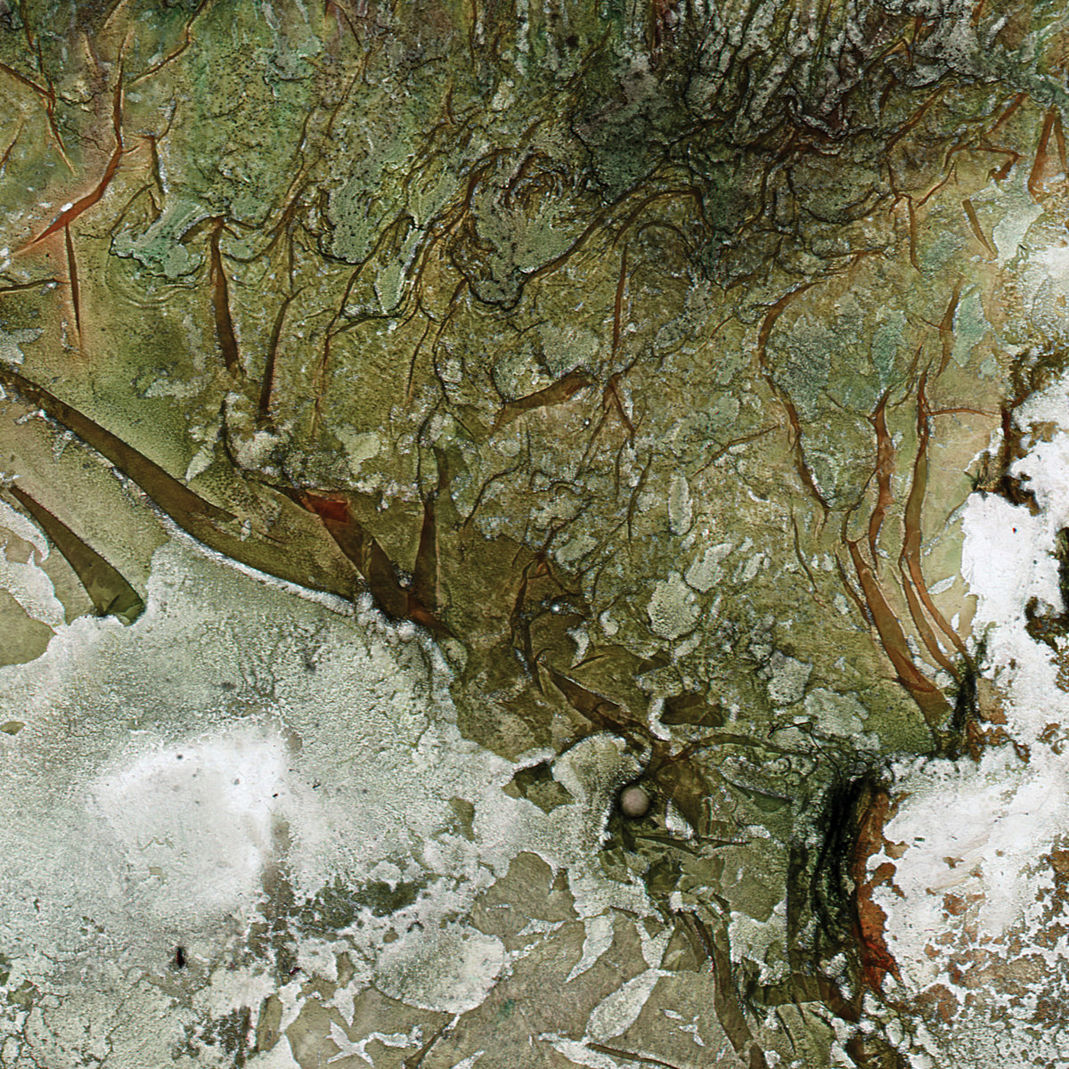 ORGAN: Five music things – A taste of the rather big Naked in the Zoo ...